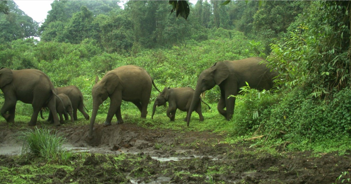 VoNat Launches Elephant Conservation Initiative, Conservator Pledges ...