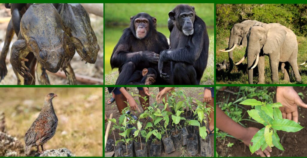 Species Conservation